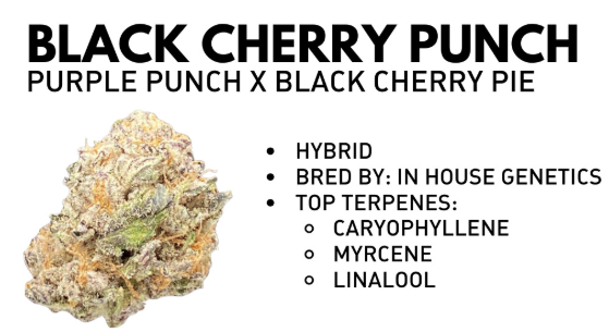 BLACK CHERRY PUNCH | 14G PRE-PACK – Premium Cannabis Products Near Me